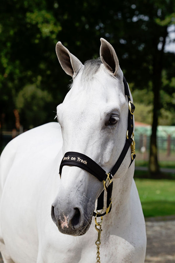 Back on Track Werano Halter - Summerside Tack and Equestrian Wear